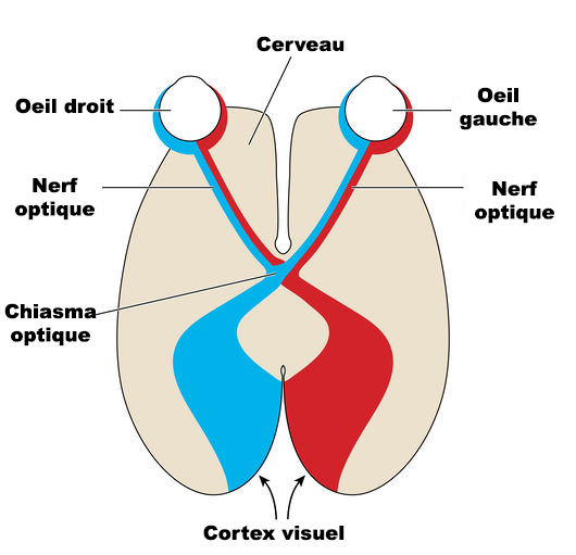 Neuro-ophtalmologie - Visiopôle du Beaujolais
