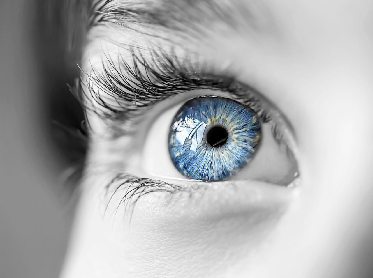 Anatomie de l'œil | Visiopôle du Beaujolais | Villefranche-sur-Saône