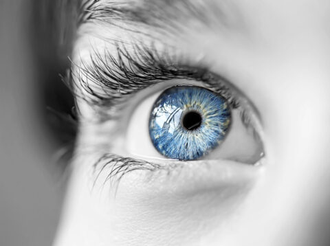 Anatomie de l'œil | Visiopôle du Beaujolais | Villefranche-sur-Saône